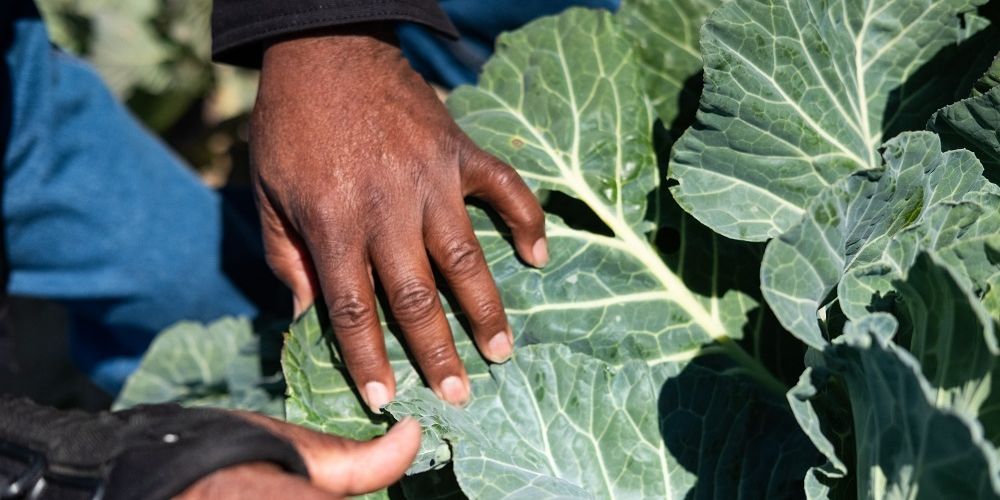 The Common Market | Support for Disadvantaged Farmers