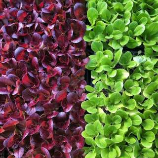 The Common Market | Our Mid-Atlantic Farmers