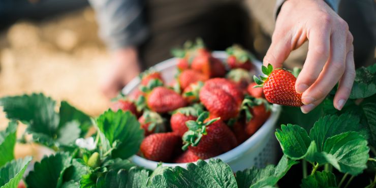 The Common Market | Local Fresh Produce for your Community